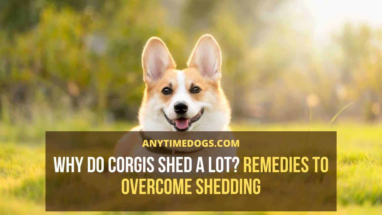 Why Do Corgis Shed? Remedies To Overcome Shedding | AnyTimeDogs
