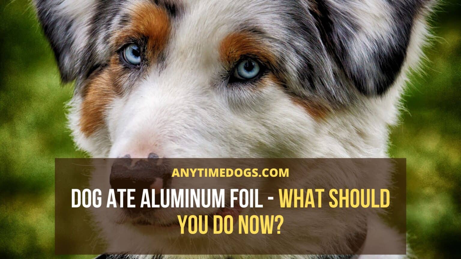 Dog Ate Aluminum Foil - What should you do now? | AnyTimeDogs