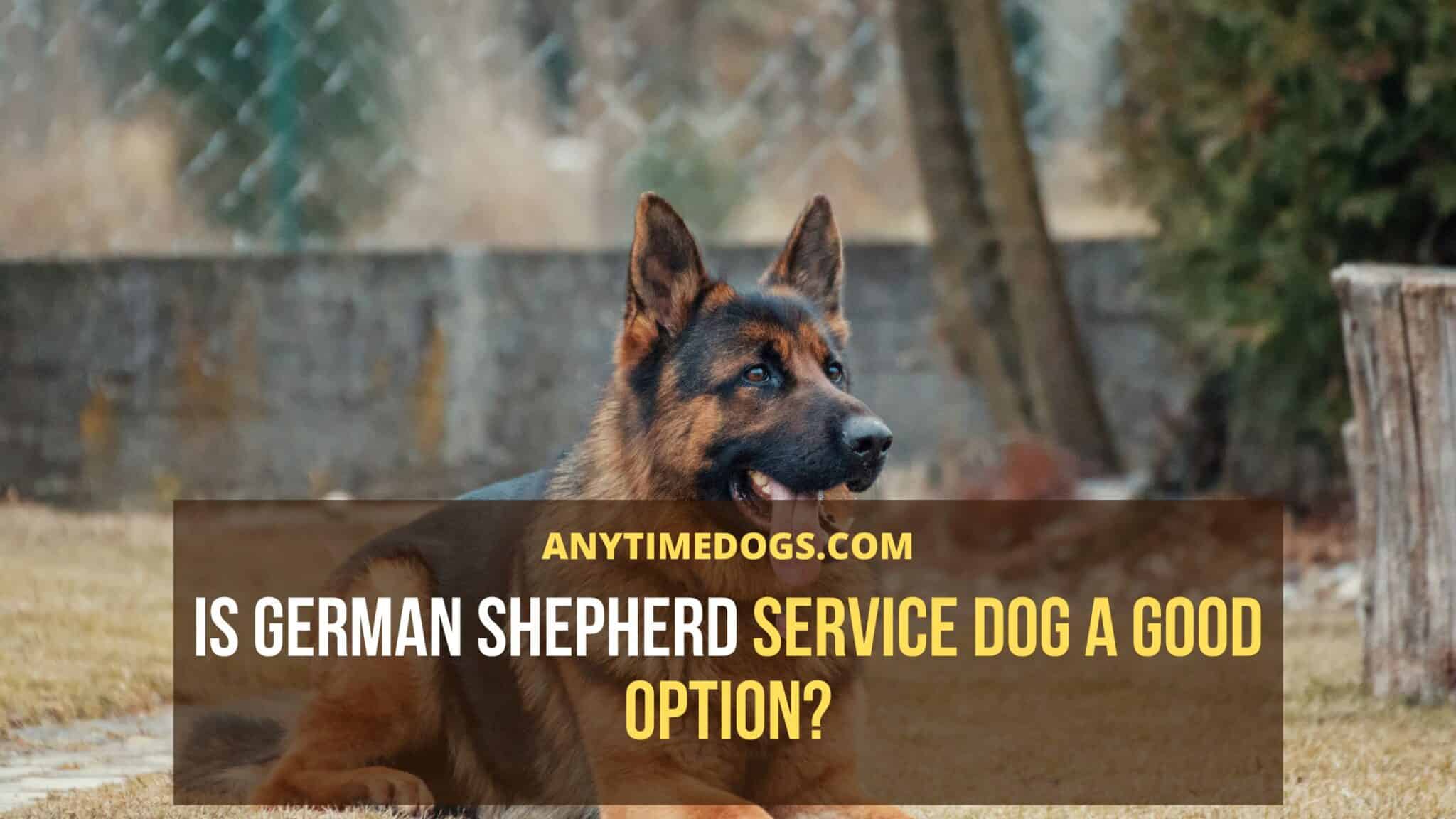 Is German Shepherd Service Dog A Good Option | AnyTimeDogs