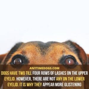 Do Dogs Have Eyelashes? Are They Same As Us? - AnyTimeDogs