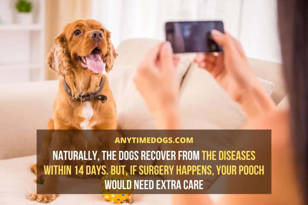 Do Dogs Have Tonsils? What Do They Look Like? - AnyTimeDogs