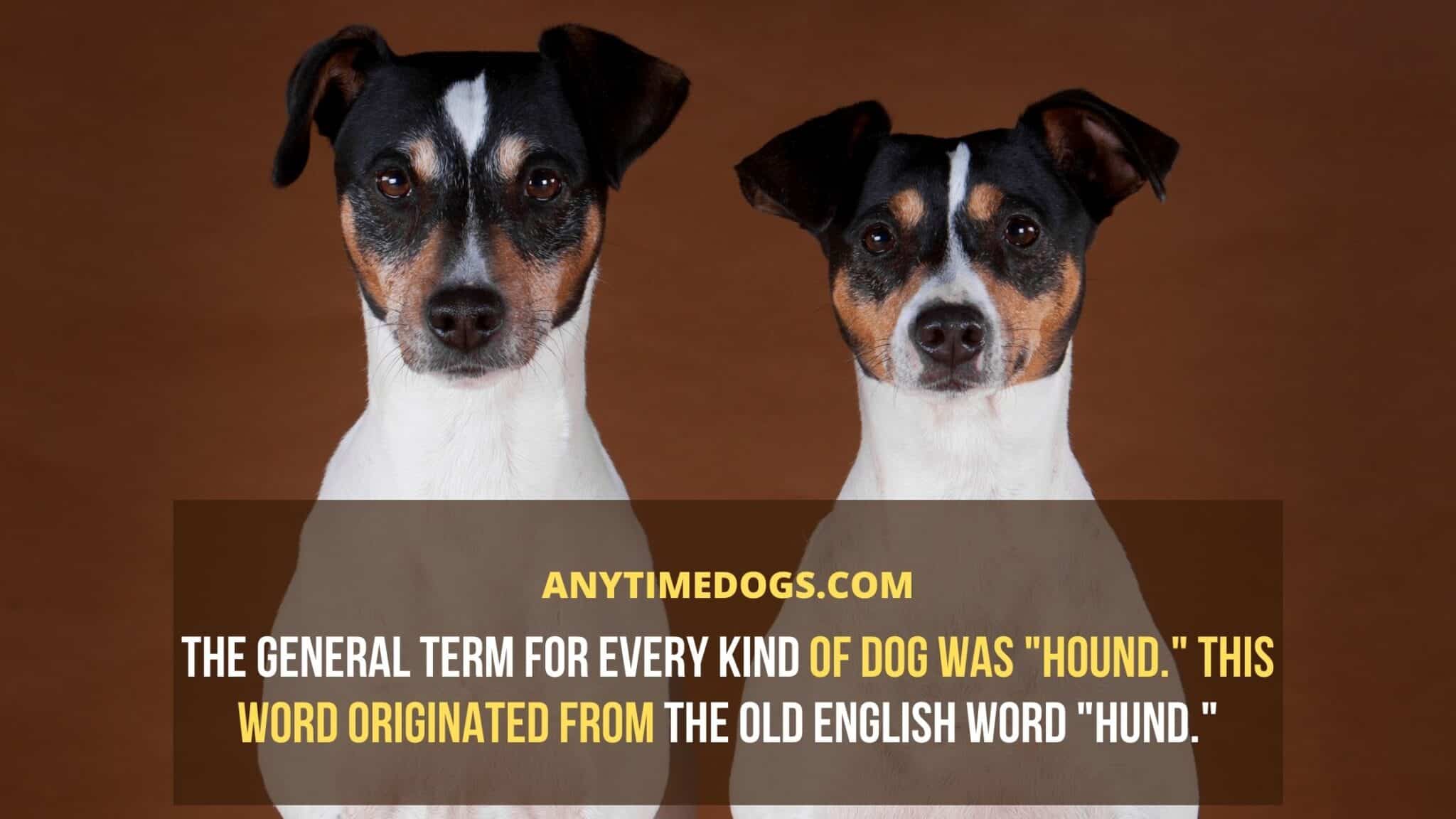 What Is A Male Dog Called? Do They Have A Name? - AnyTimeDogs