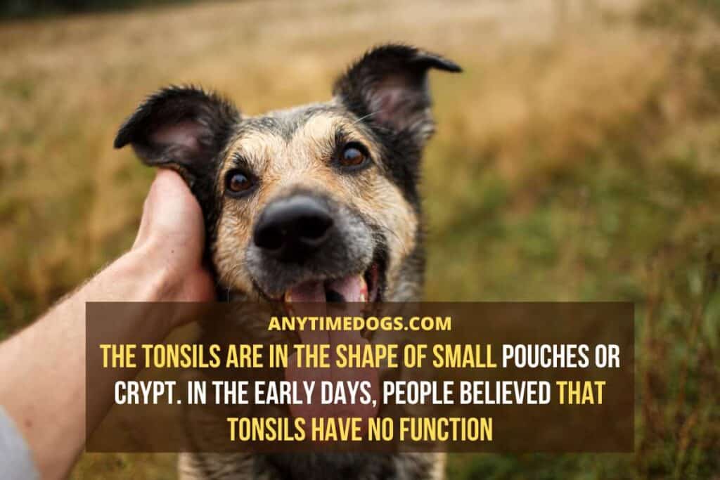 Do Dogs Have Tonsils? What Do They Look Like? - AnyTimeDogs