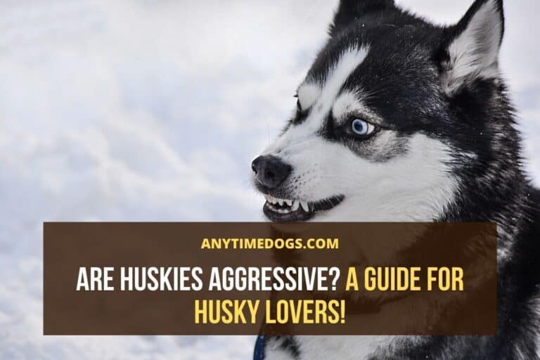 Are Huskies Aggressive? A Guide For Husky Lovers - AnyTimeDogs