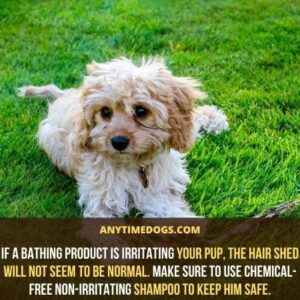 Do Cavapoos Shed? The All-Inclusive Guide! - AnyTimeDogs