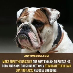 Do Bulldogs Shed? 10 Reasons Behind Bulldog Shedding - AnyTimeDogs
