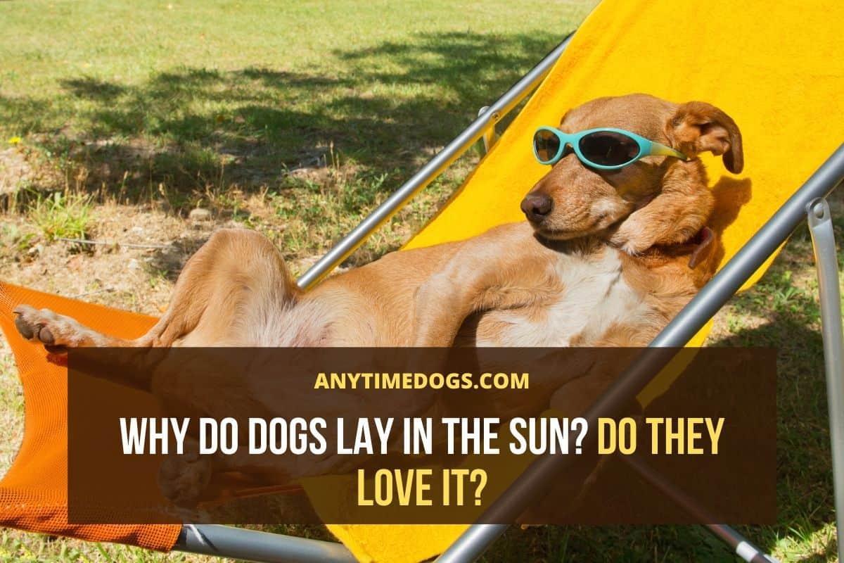 Why Do Dogs Lay In The Sun? Do They Love It? - AnyTimeDogs