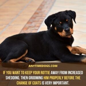 Do Rottweilers Shed? A Complete Guide! - AnyTimeDogs