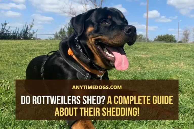 Do Rottweilers Shed? A Complete Guide! - AnyTimeDogs