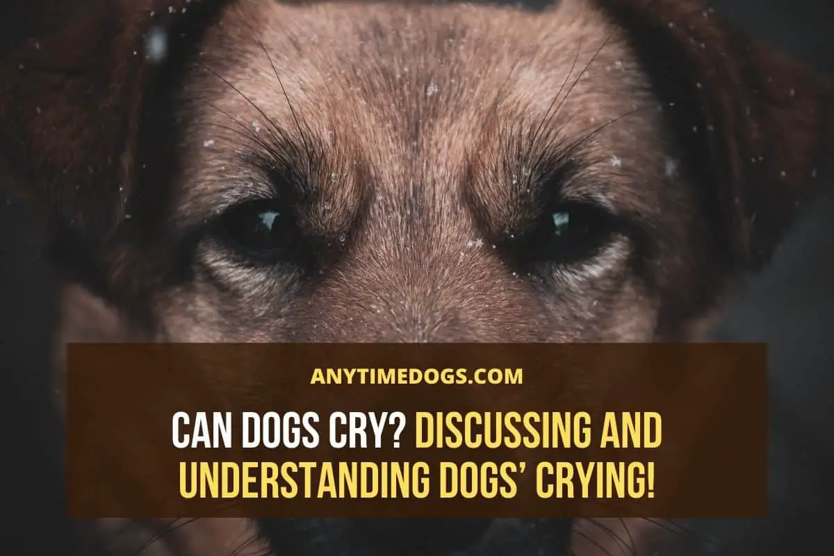 Can Dogs Cry? Discussing and Understanding Dogs’ Crying - ATD