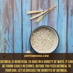 Can Dogs Eat Oatmeal? Everything You Need to Know About Them! - ATD