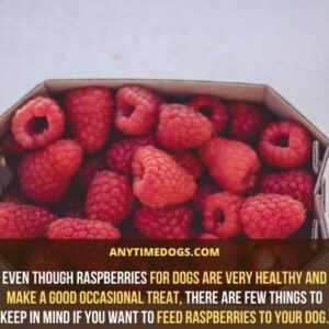 Can Dogs Eat Raspberries? What You Should Know About Them? - ATD