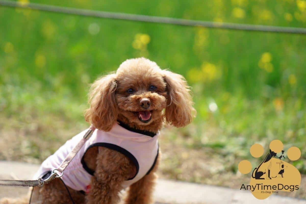 Do All Poodles Go Blind? Really ! - AnyTimeDogs