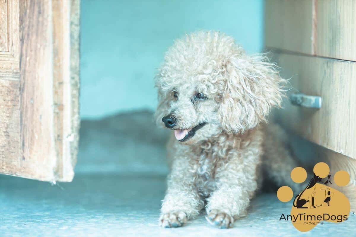 When Do Poodles Control Bladder